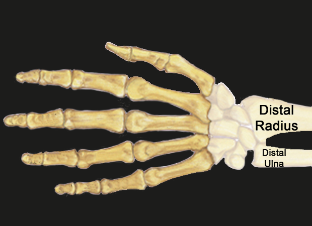 Distal Ulna Anatomy Anatomic Structures At Risk